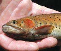 greenback cutthroat