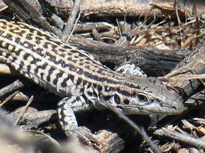 lesser spotted lizard