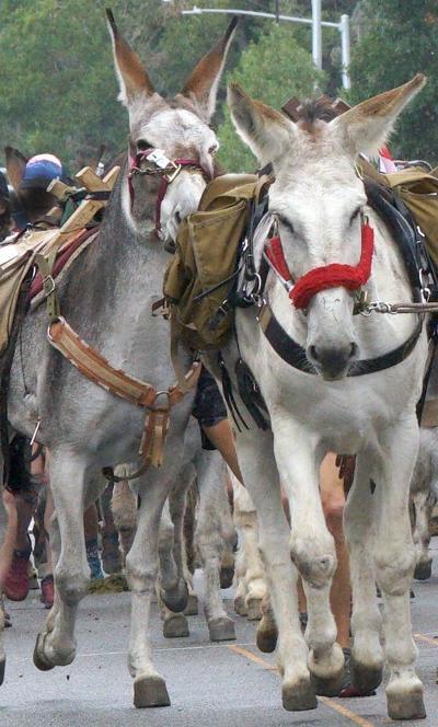 Donkey Drama: Part 2 | Free Content | chaffeecountytimes.com