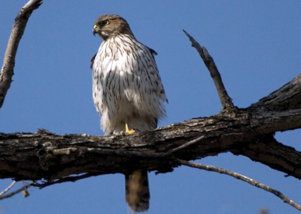 Birds of prey return to county | News | chaffeecountytimes.com