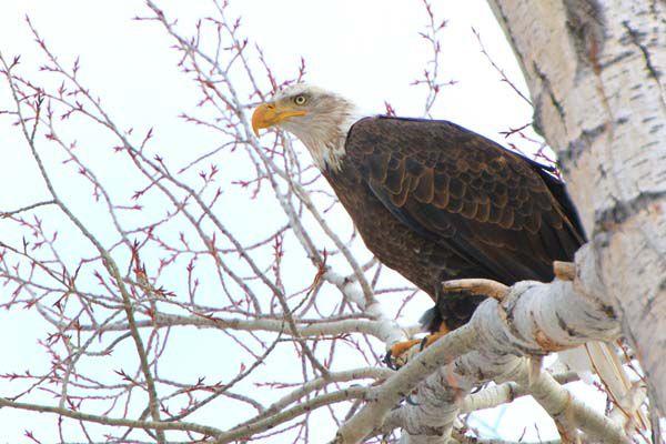 Birds of prey on the Arkansas River a common sight | Free Content ...