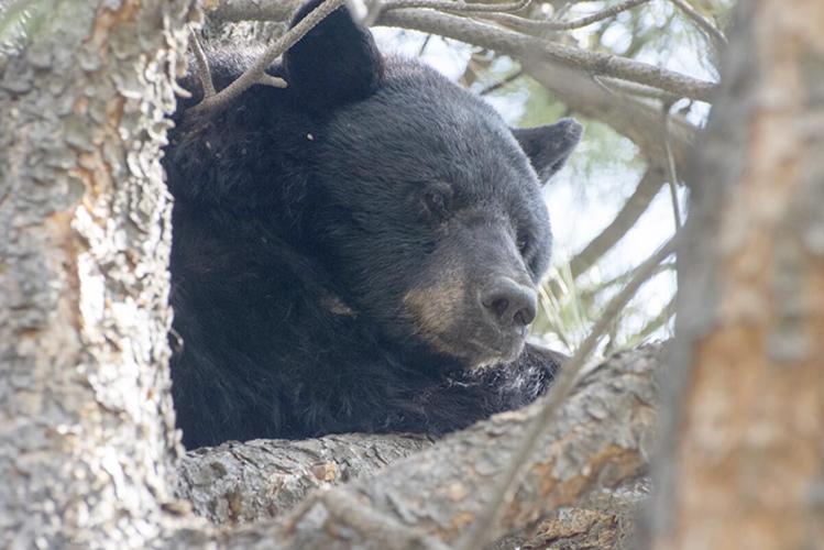 Recapping bear activity in Colorado in 2021 | News | chaffeecountytimes.com
