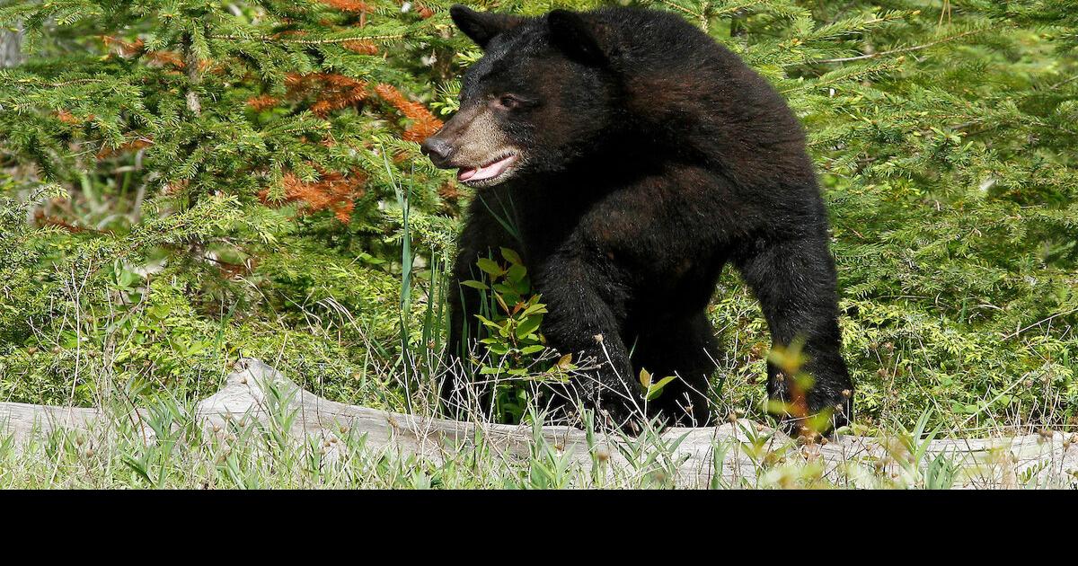 Bears are emerging in Colorado; do your part to be Bear Aware | News ...