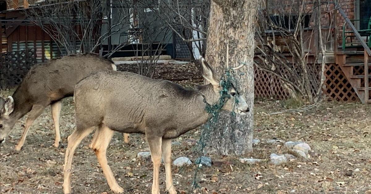 Time to assess outdoor spaces for tangle hazards to antlered wildlife ...