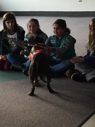 Girl Scouts get a chance to shake paws of gentle pit bulls | Children ...