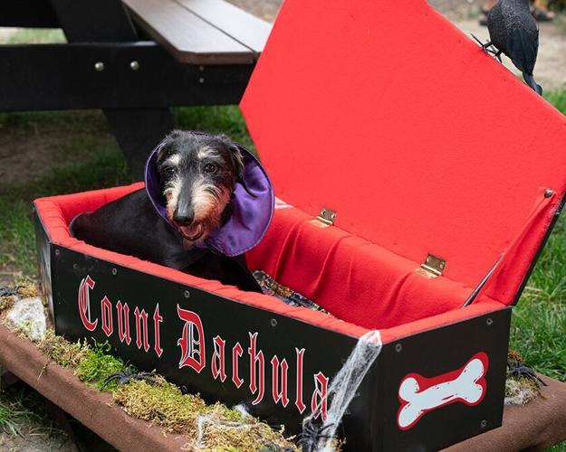 Puppy Love on Chardon Square | Geauga Times Courier ...