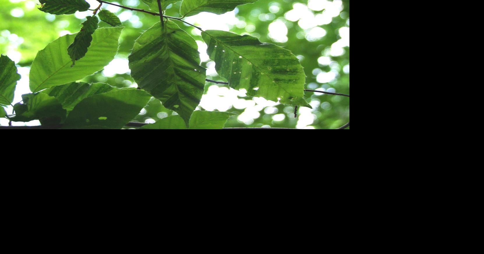 Beech and hemlock trees threatened by disease, mites | Outdoors ...