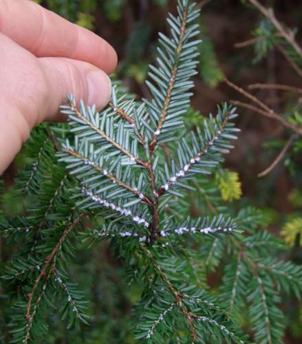 Beech and hemlock trees threatened by disease, mites | Outdoors ...