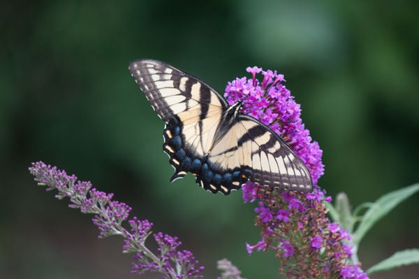 Groups work to bring back monarch butterflies | Gates Mills ...