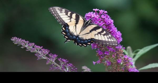 Groups work to bring back monarch butterflies | Gates Mills ...