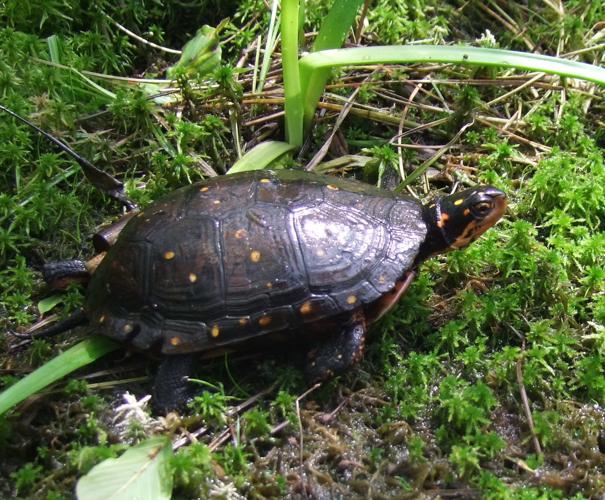 Endangered spotted turtle newest resident of Geauga park | Outdoors ...