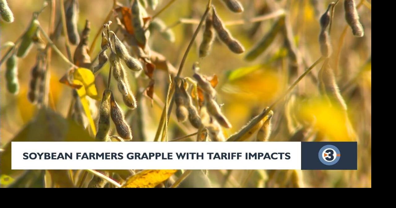 soybean crops tariffs
