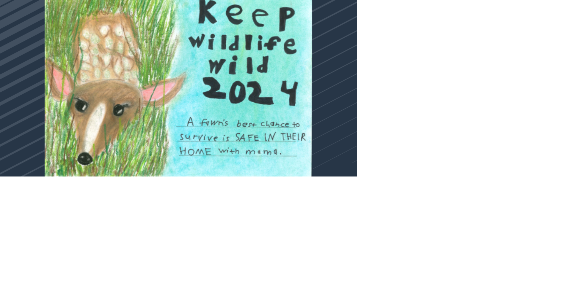 DNR announces winners of 2024 Keep Wildlife Wild poster contest | News ...