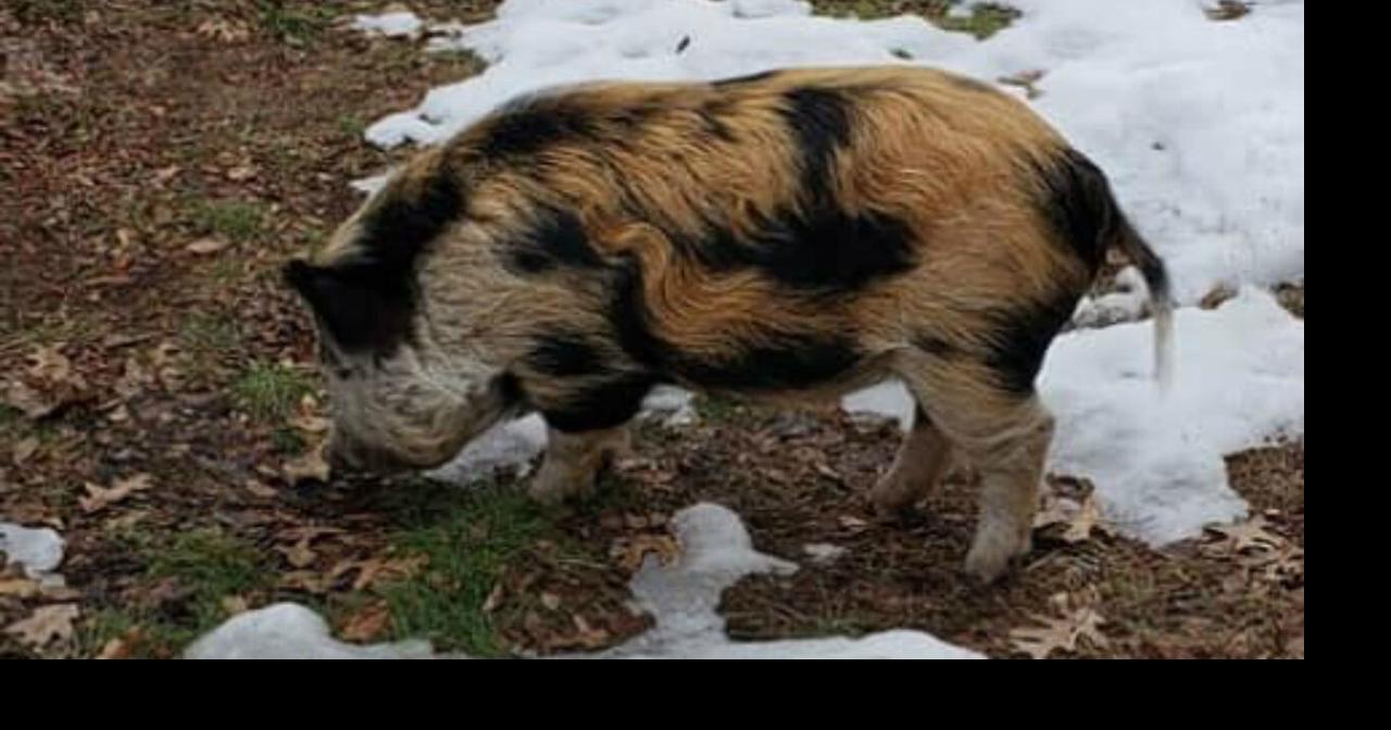 Juneau County locates owners of Charlie the pig | Features ...