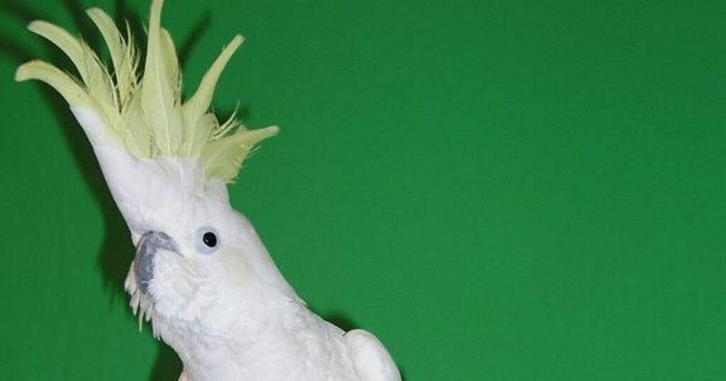 Dancing cockatoo named Snowball intrigues scientists | Lifestyle ...