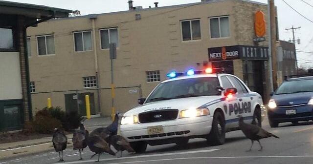Car damaged by pecking turkey | Local News | channel3000.com