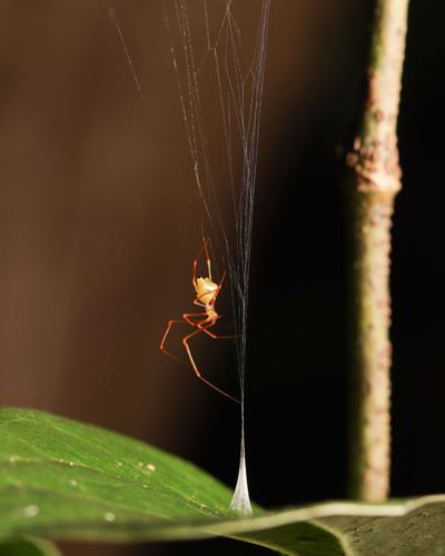 Watch the first-ever video of a newfound spider’s spring-loaded death ...