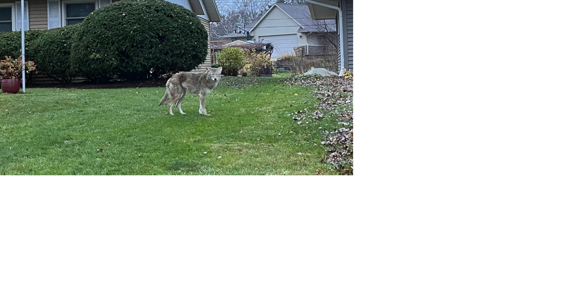 Two coyotes believed to be seen during the day in Madison | News ...