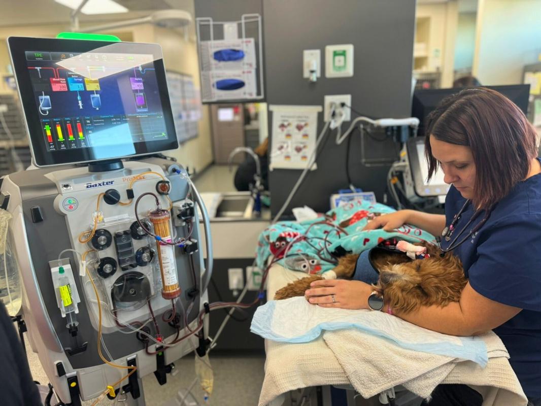 Madison veterinary is first to offer "dialysis for pets" in Wisconsin ...