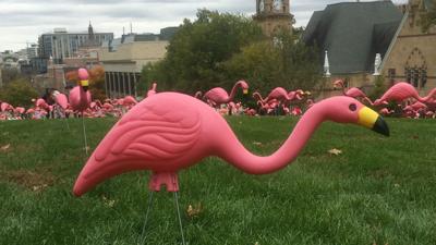 Madison soccer team giving away plastic flamingos for a year | Features ...