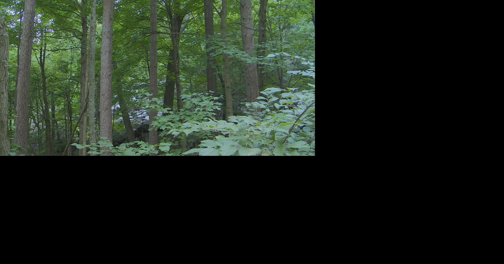 DNR: Plant a tree on Arbor Day Friday | News | channel3000.com