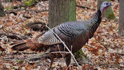 Hunters take 17% more Wisconsin spring turkeys | Local News ...