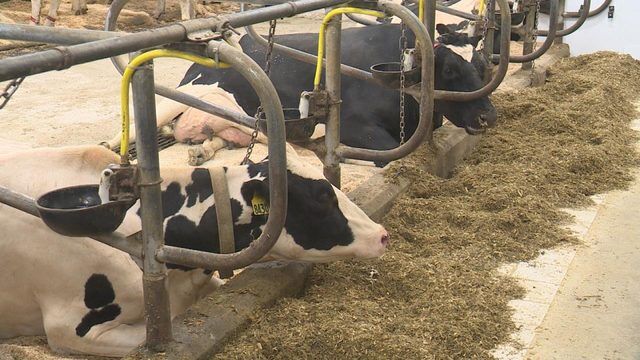 How UW scientists are working to curb the cow carbon footprint ...