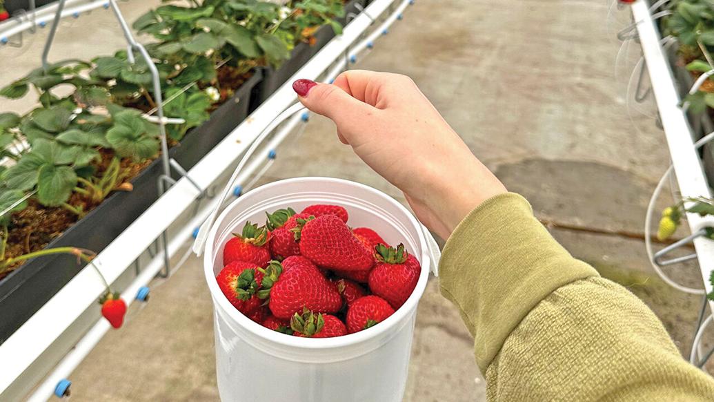 Pick your own fresh berries at these farms near Madison | MADISON ...