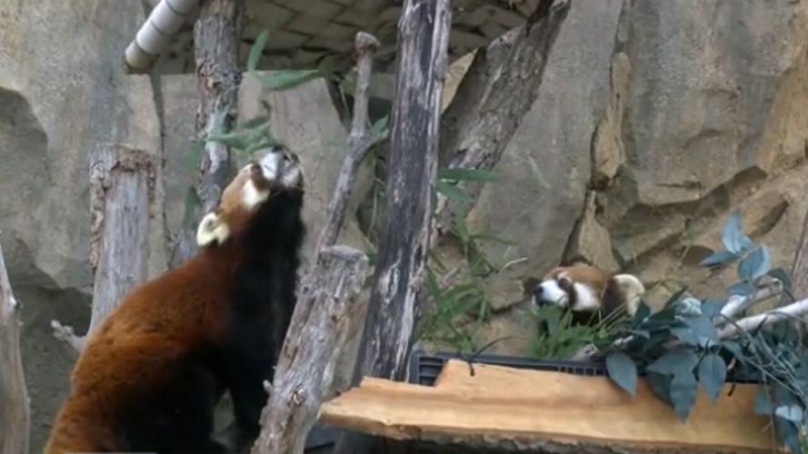 Milwaukee Zoo gets another cute resident | Local News | channel3000.com