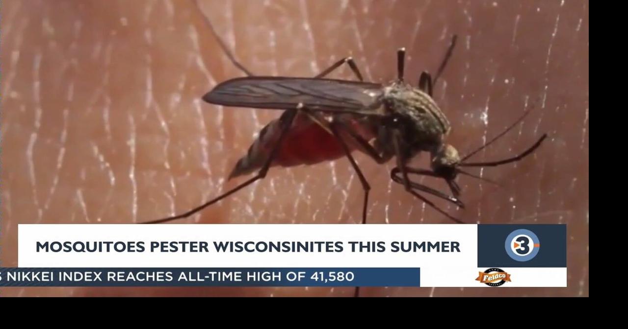 Rain, humidity lead to an increase in mosquitoes in southern Wisconsin | News | channel3000.com