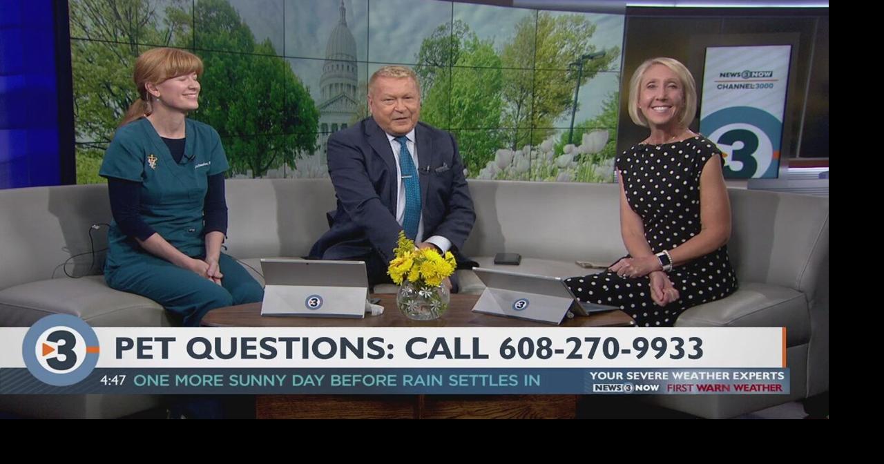 Dr. Carrie Donahue answers your pet questions | Newscasts Live at Four | channel3000.com