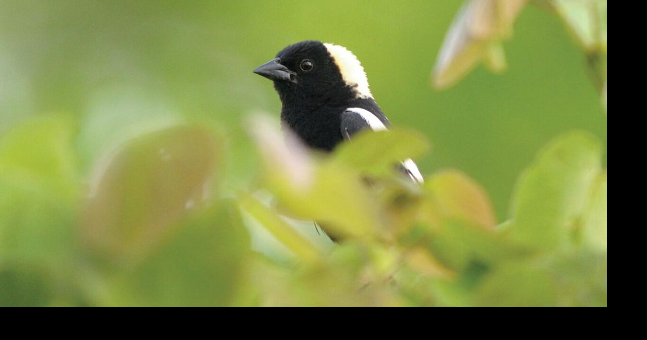 A guide to birds, blooms, and more hidden springtime wonders | MADISON ...