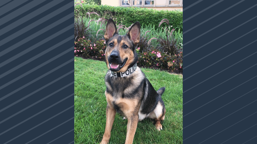 UWPD mourns death of retired German Shepherd K9 | News | channel3000.com