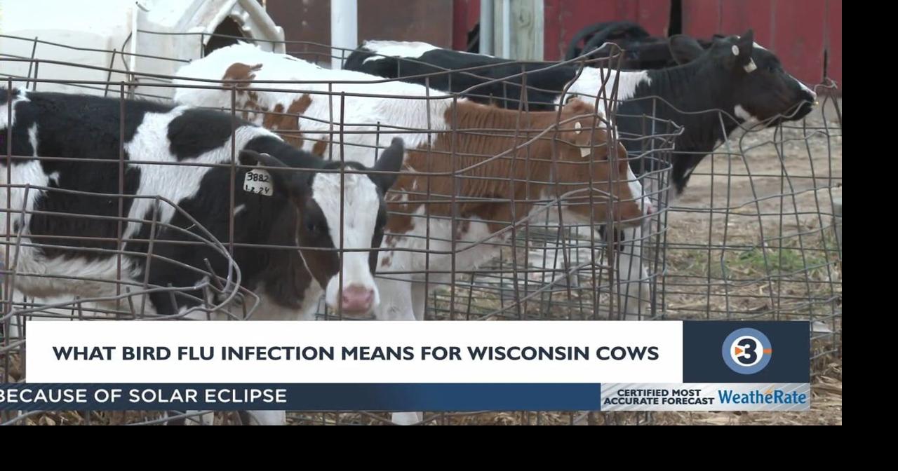 Cattle catch avian flu in multiple states; what it means for Wisconsin ...