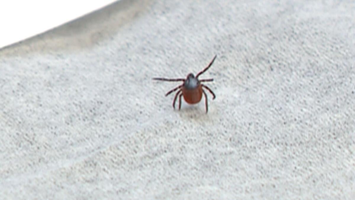 Meriter urges public not to rush to ER after tick bites | News ...