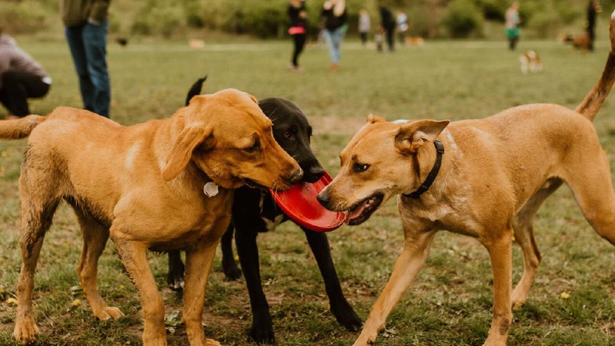 Local meetup group bring dogs and people together | City Life ...