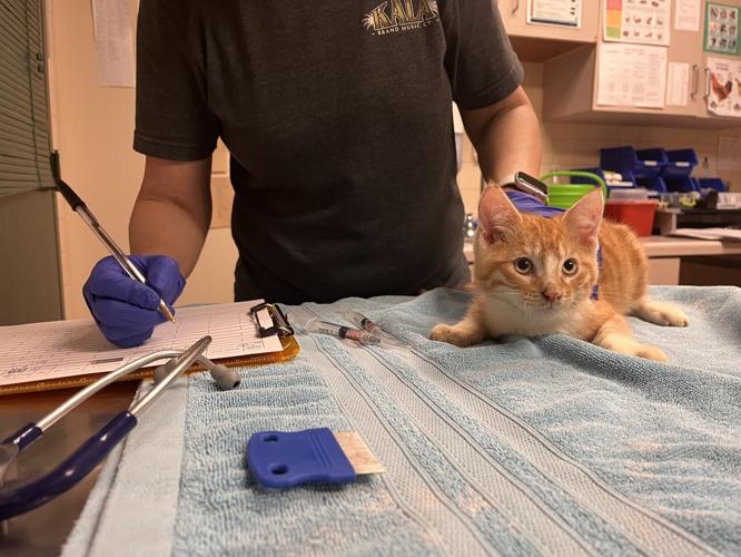 Dane County Humane Society seeking help covering medical costs for 50 ...