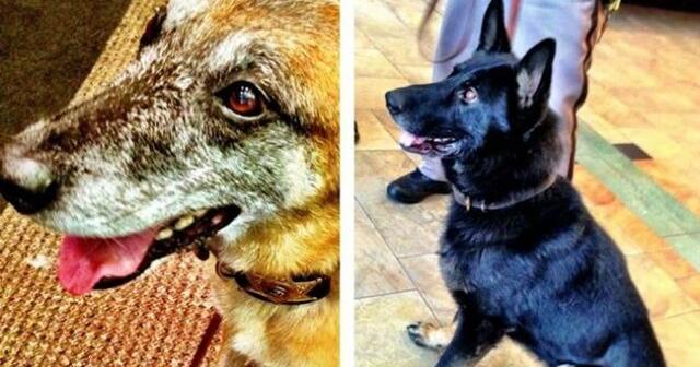 County welcomes new K-9 to bomb squad | Local News | channel3000.com