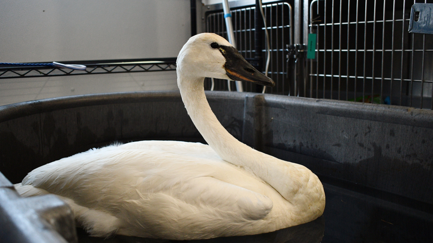 Dane County Humane Society seeks funds to rehabilitate swan with lead ...