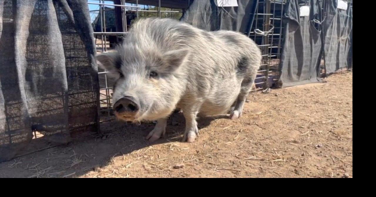 Arizona pig sanctuary seeks animal caretaker for its rescued residents ...