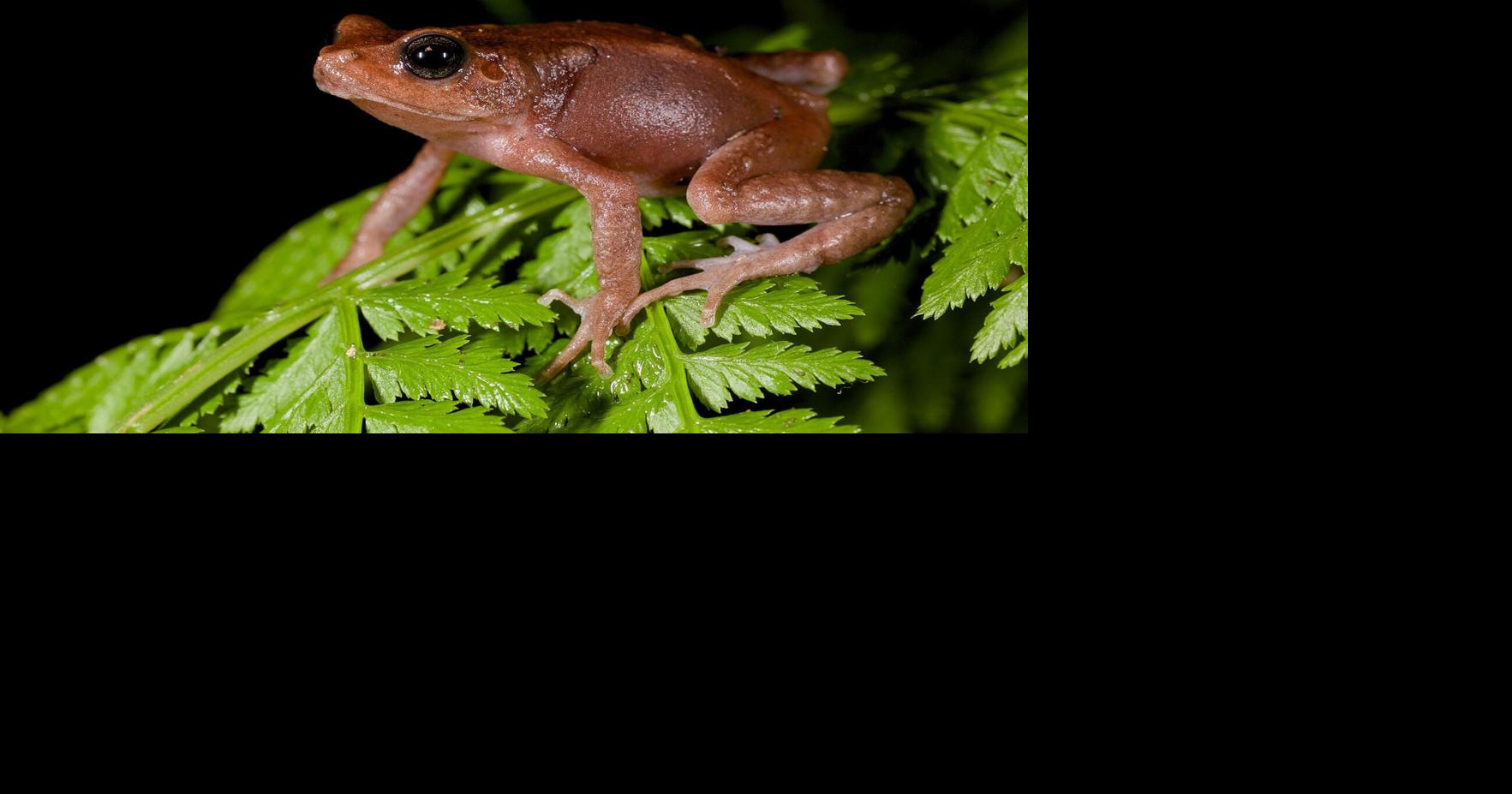 Newly identified species of Tanzanian tree toad leapfrog the tadpole ...
