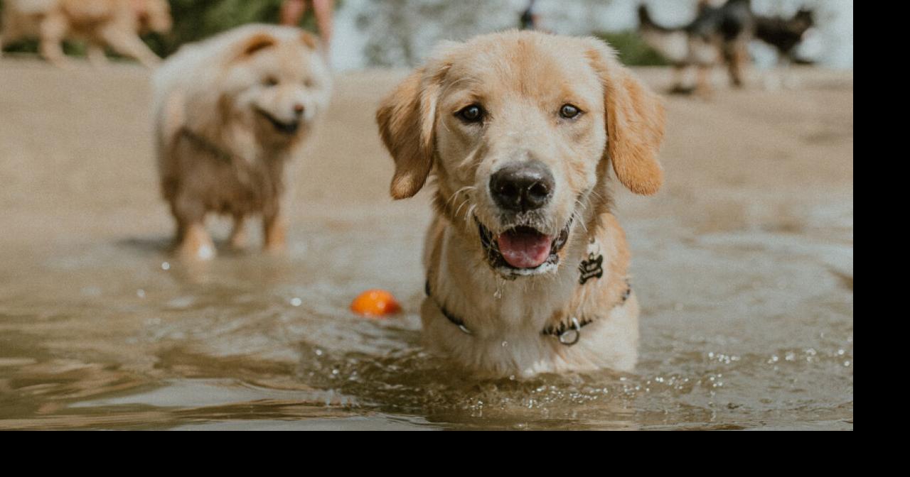 Local meetup group bring dogs and people together | City Life ...