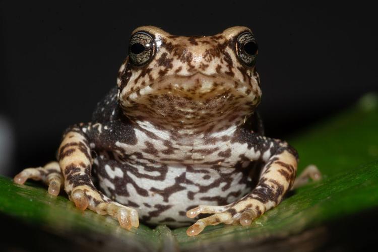 Newly identified species of Tanzanian tree toad leapfrog the tadpole ...