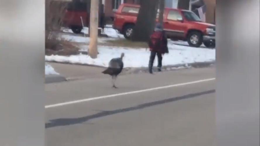 Naughty turkey who chased Wisconsin boy caught, police say | Features ...