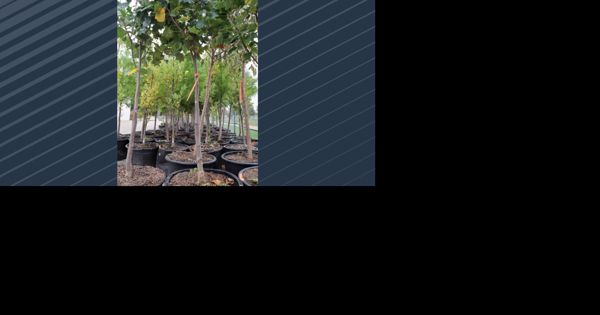 City of Madison planning to plant approximately 850 trees this fall ...