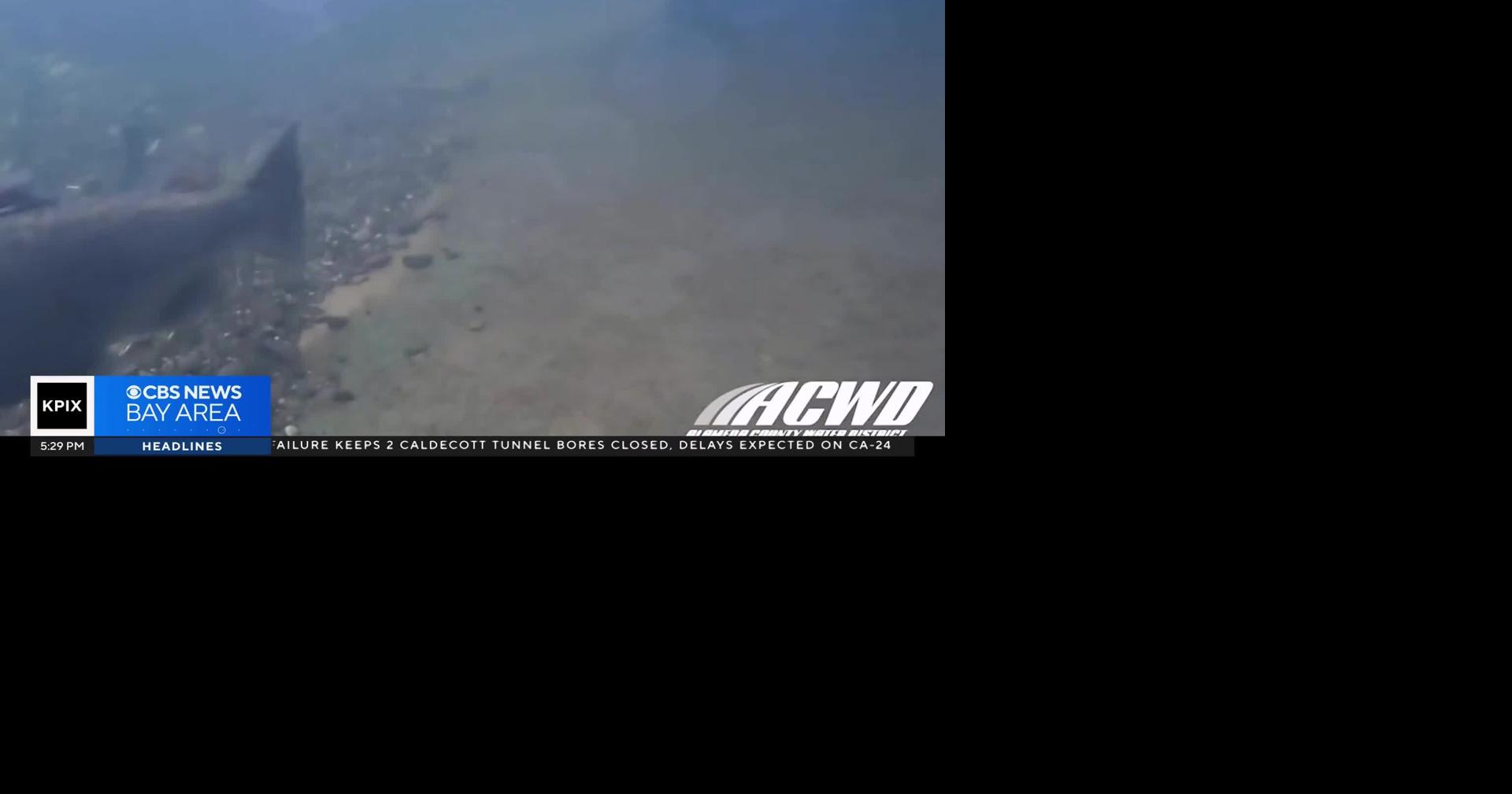 Chinook salmon returning to Alameda Creek in Niles Canyon | National ...