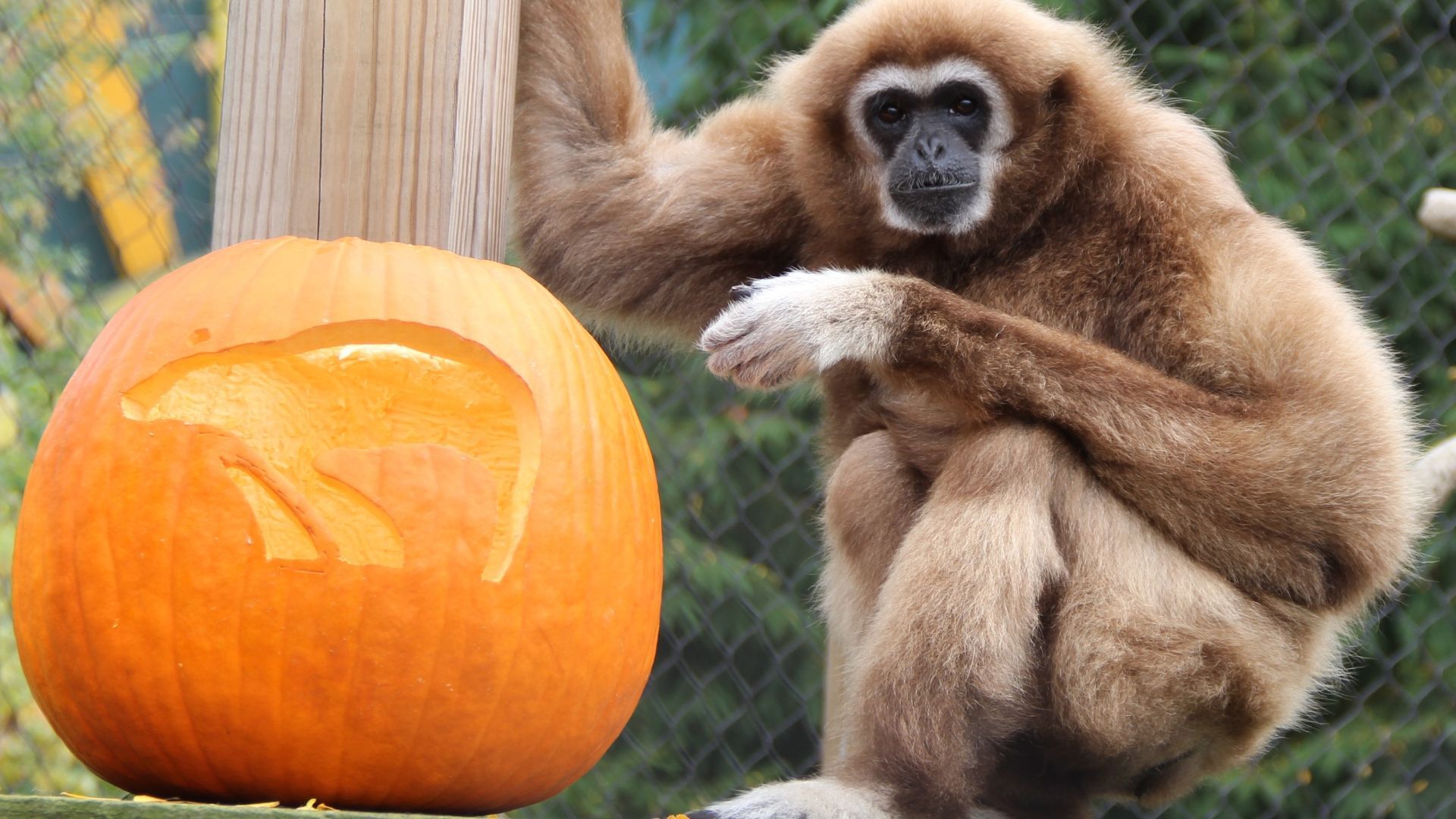 Boo at the Zoo | | channel3000.com