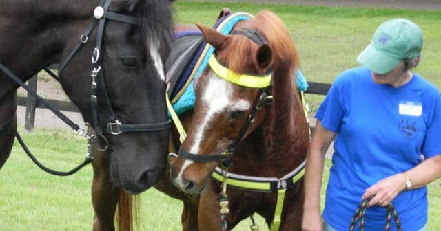One of Madison’s first mounted patrol horses died | Features ...