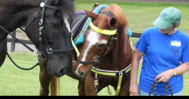 One of Madison’s first mounted patrol horses died | Features ...