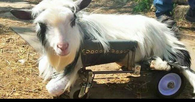 UW engineering students build mobility cart for disabled goat ...
